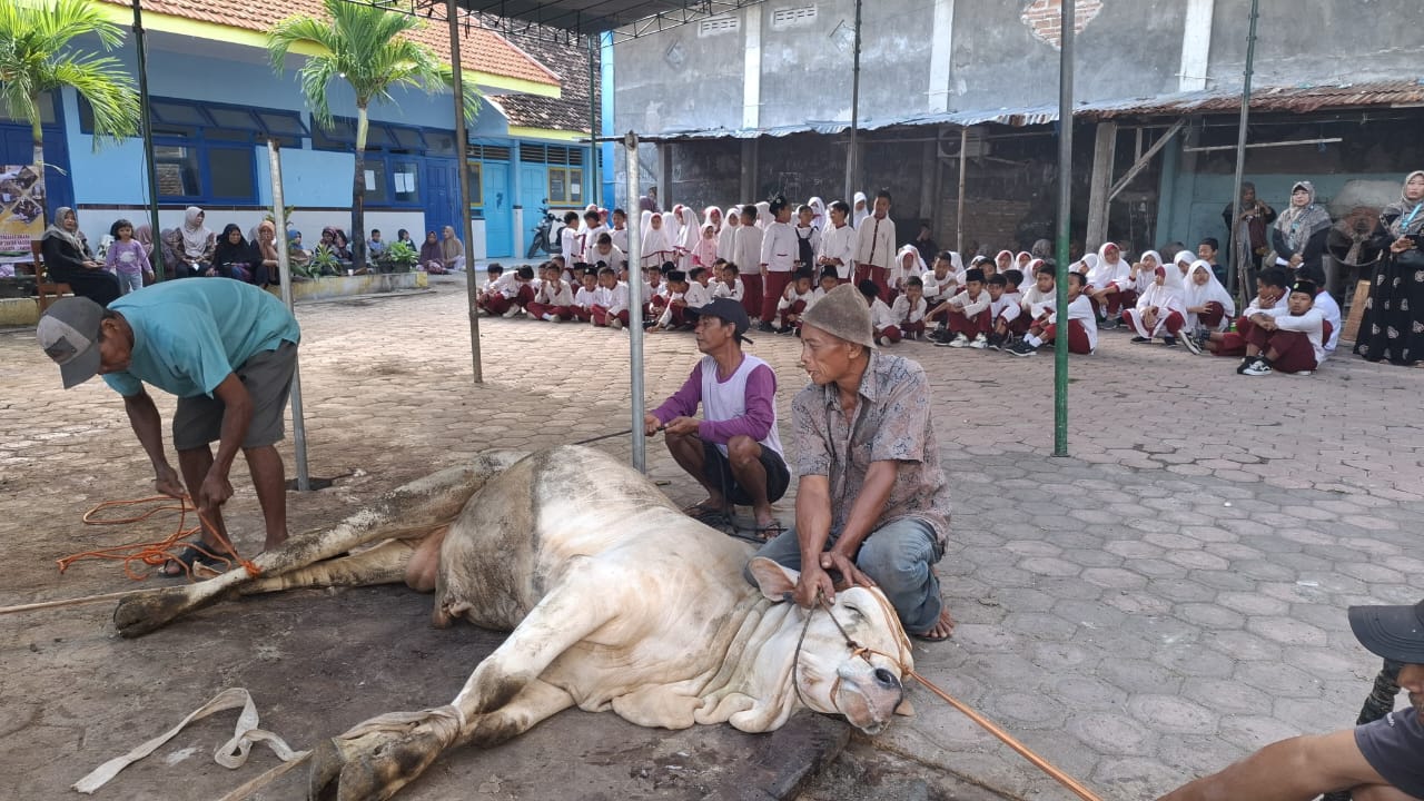 Sembelih 12 Hewan Kurban di Iduladha 1446 H, SD Musaka Tanamkan Nilai ...